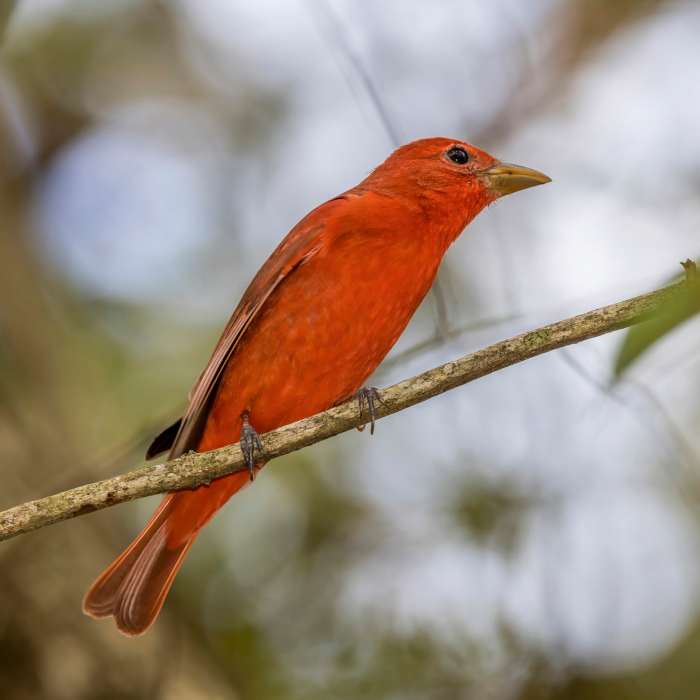Northern Cardinal: North Carolina's State Bird (ID Guide) - Owlcation