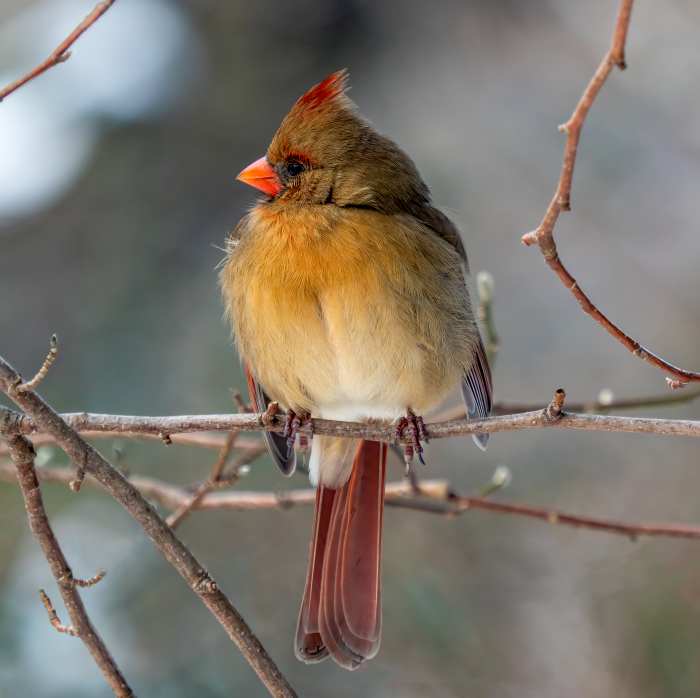 Northern Cardinal: North Carolina's State Bird (ID Guide) - Owlcation