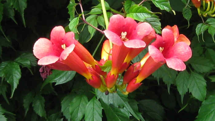 Flowering Vines: 10 Easiest Climbing Plants to Grow - Dengarden