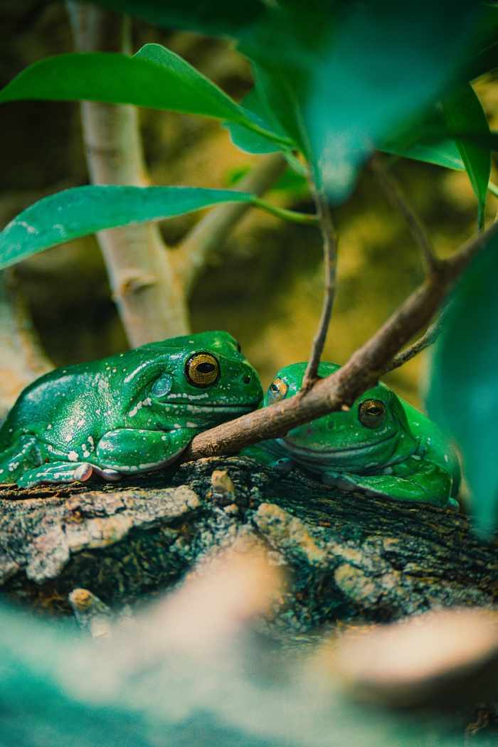 10 Crazy Frogs: Opioid-Laced Moisturiser, Tarantula Roommates and a ...