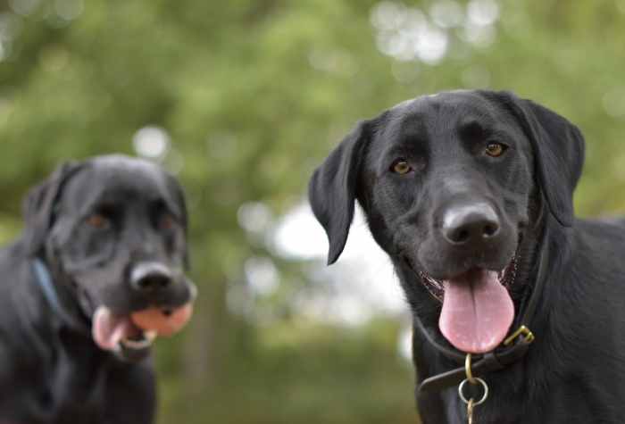 500 Labrador Retriever Names: Classic, Cool, Funny & More - HubPages