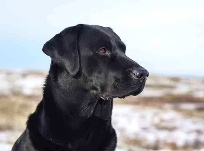 500 Labrador Retriever Names: Classic, Cool, Funny & More - HubPages