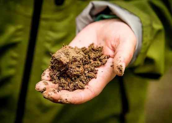 Is the Soil Made up of Hundreds of Billions of Decaying Human Bodies ...