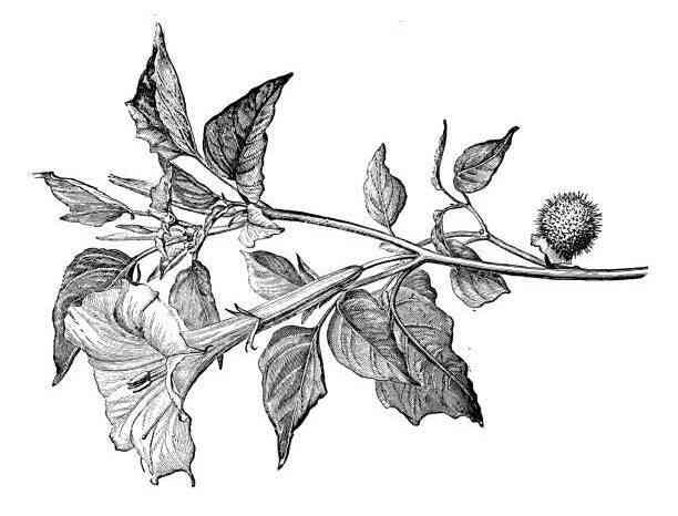 "Evil Roots: Killer Tales of the Botanical Gothic" edited by Daisy ...