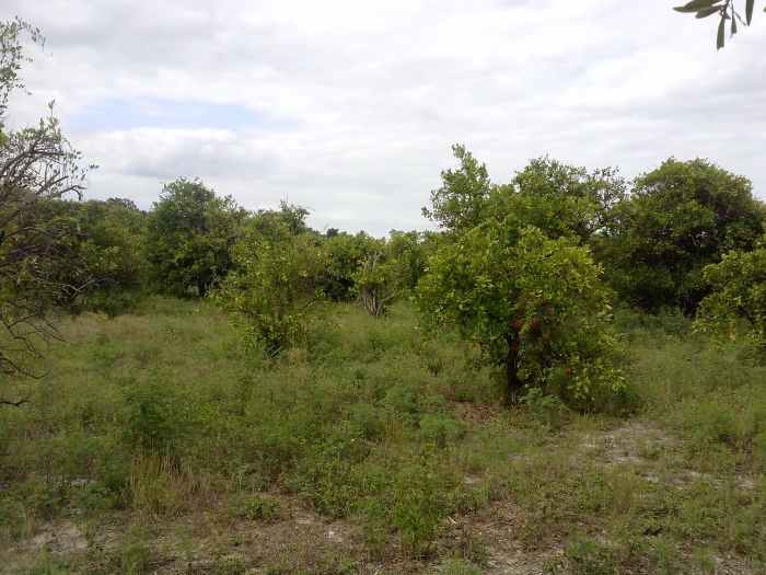 Welcome To Historic Carney Island! - HubPages