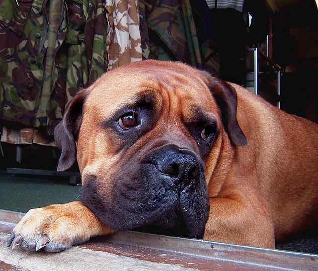 How to Conquer Your Fear of Dog Phobia - HubPages