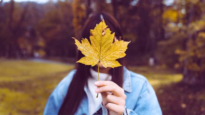 13 Common Maple Tree Problems and Diseases (With Pictures) - HubPages