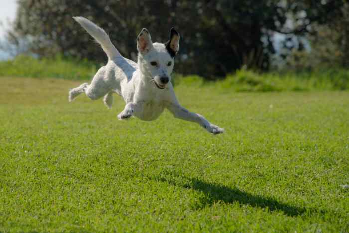What Causes a Bunny-Hopping Gait in Dogs? (5 Reasons) - HubPages