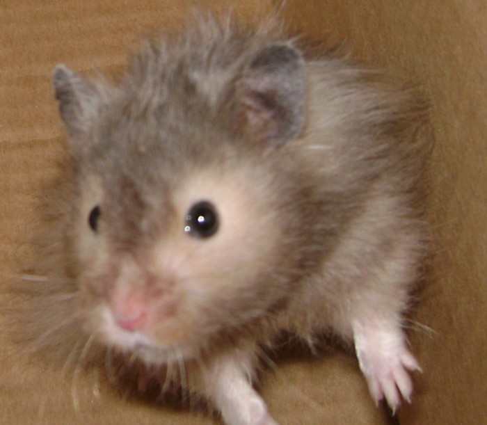 Hamsters and Their Personalities - HubPages