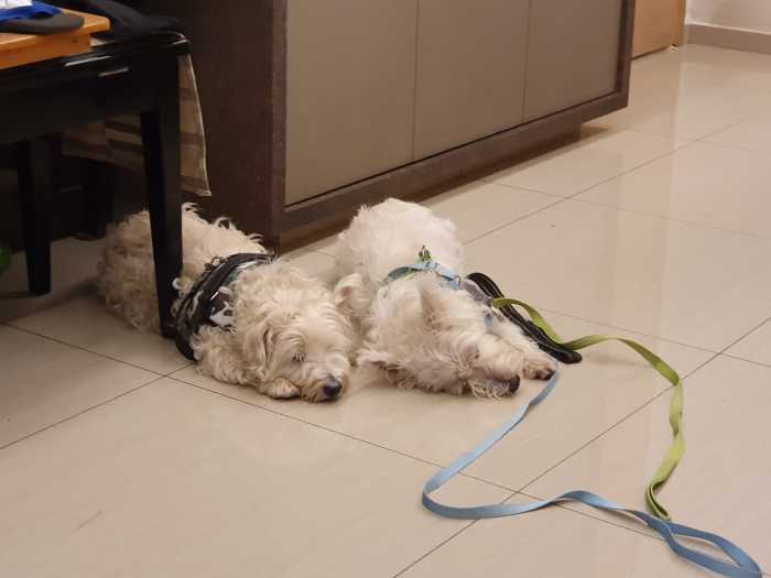 Dog Discomfort Signs and How To Manage Them - HubPages