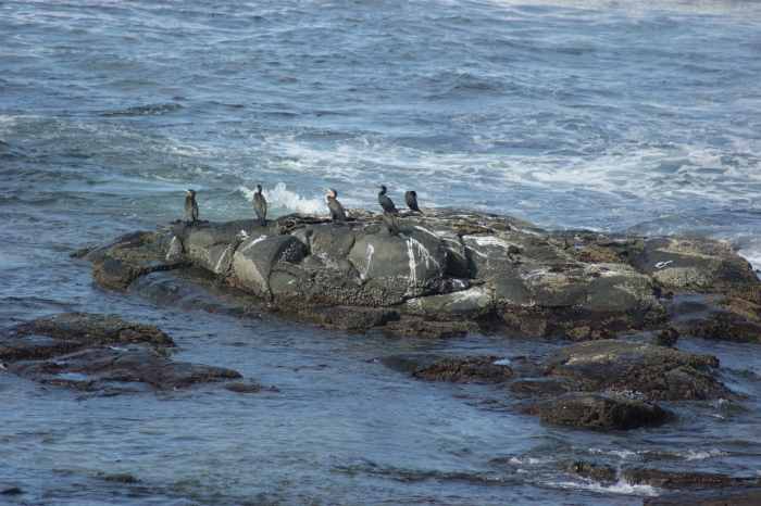 Nahoon Point Nature Reserve-Where Surfers and Sharks Meet. - HubPages
