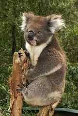 Top Ten Zoos of the United States - HubPages