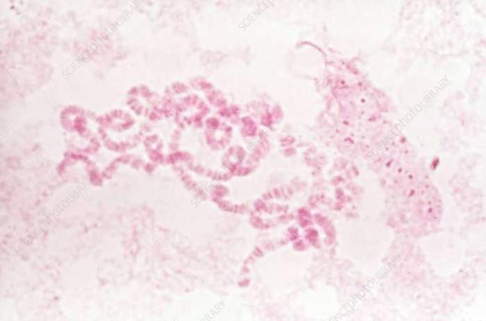 Heredity: How Traits Pass Through Generations - HubPages