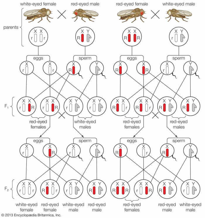 Heredity: How Traits Pass Through Generations - HubPages