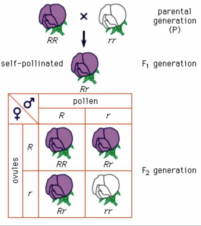 Heredity: How Traits Pass Through Generations - HubPages