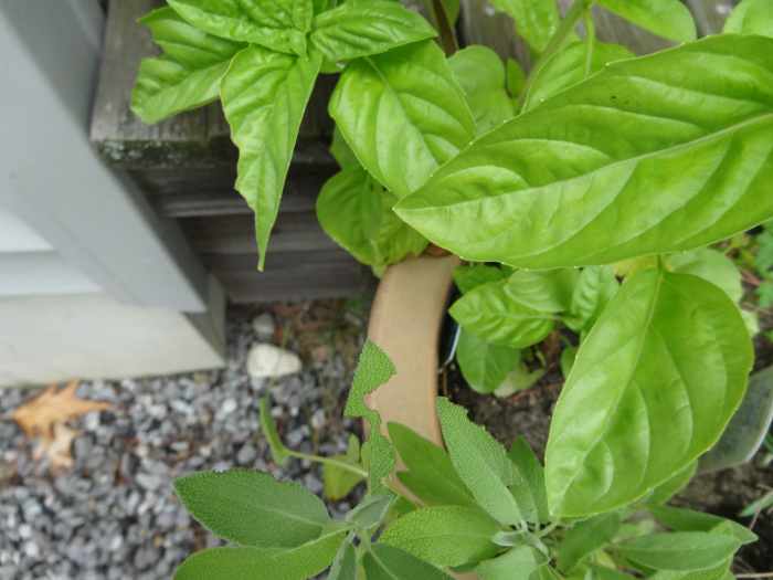Natural Pest Control for Leaf Eating Insects. - HubPages