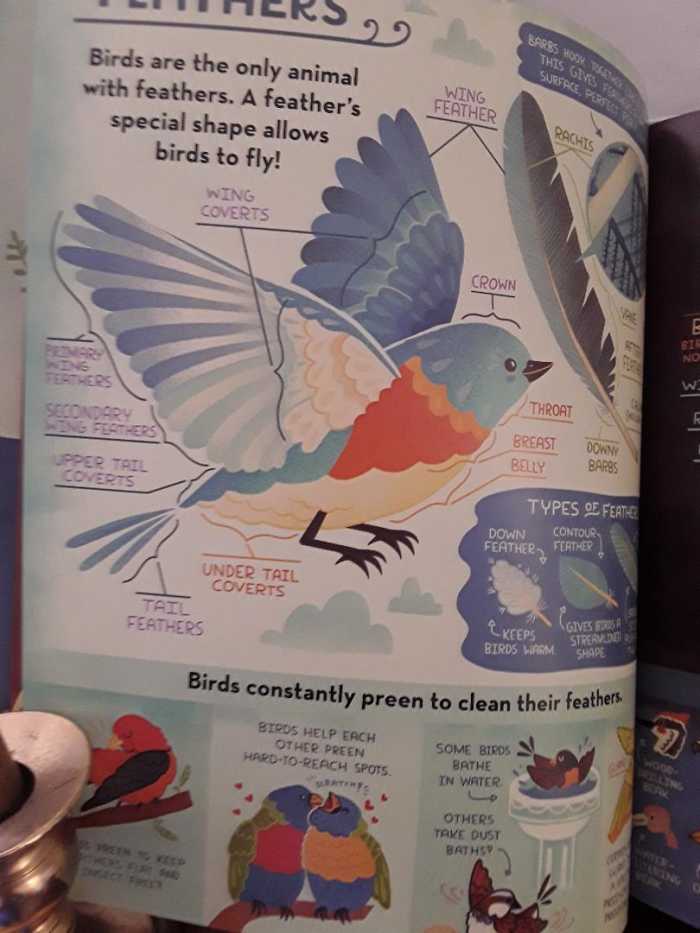 Birds and Their Nests in Informative and Beautifully Illustrated ...