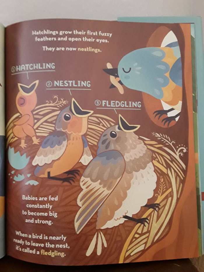 Birds and Their Nests in Informative and Beautifully Illustrated ...