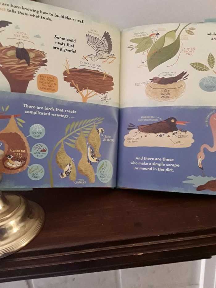 Birds and Their Nests in Informative and Beautifully Illustrated ...