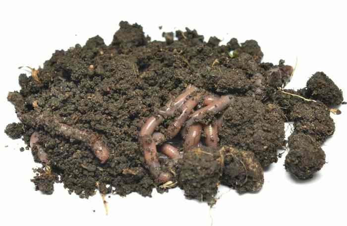 How to Grow and Raise Earthworms for Easy Money - HubPages
