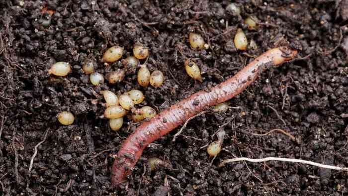 How to Grow and Raise Earthworms for Easy Money - HubPages