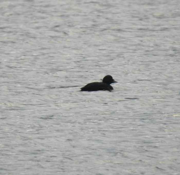 Birding Trip Report: Common Scoter at Earlswood Lakes, Warwickshire New ...