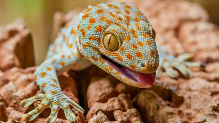 Homemade Gecko Repellant: A Natural Way to Repel Gecko Lizards - Dengarden