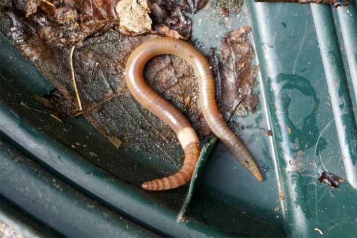 The Threat of the Asian Jumping Worm - HubPages