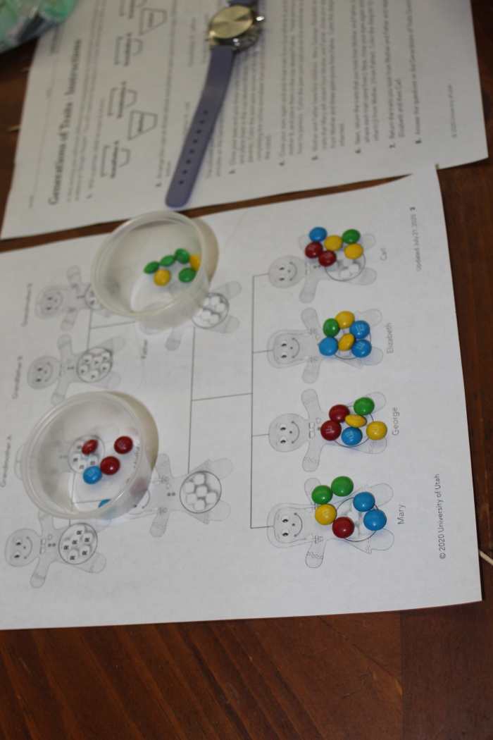 Genetics STEM Lesson Plan - HubPages