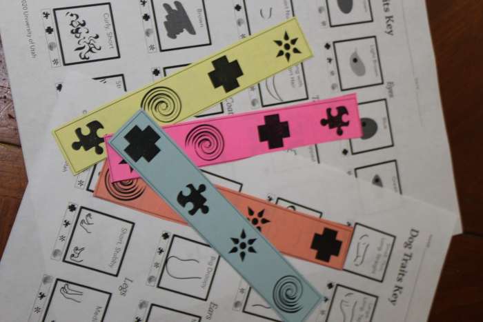 Genetics STEM Lesson Plan - HubPages