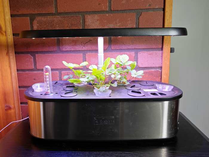 Experimenting With the LetPot Senior Hydroponic Growing System - HubPages