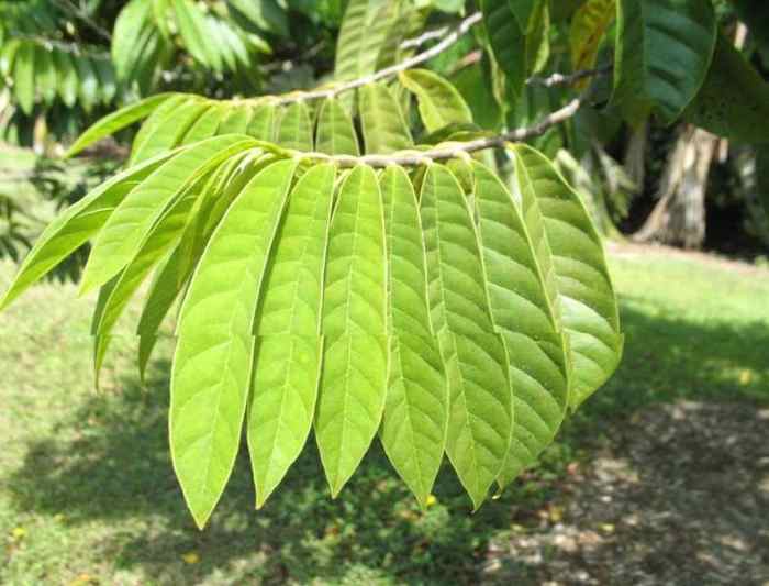 Facts About Custard Apple Trees-Description and Uses - HubPages