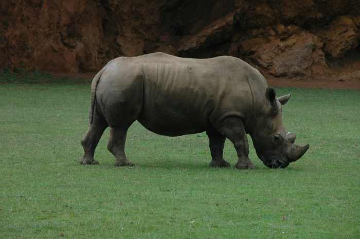 The Big Five Animals of Africa - HubPages