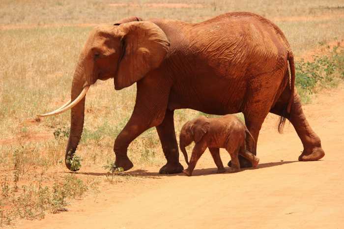 The Big Five Animals of Africa - HubPages