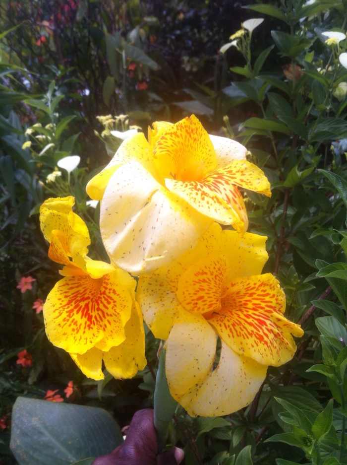 Mother - Tribute to Mother: Flower Therapy - HubPages