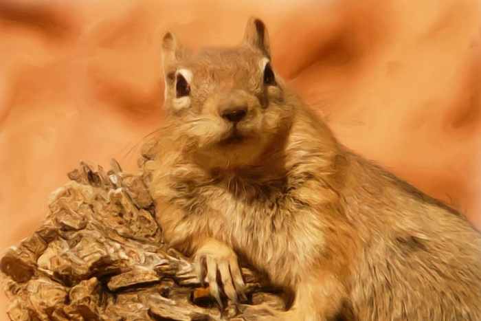 How to Cook Squirrel - HubPages