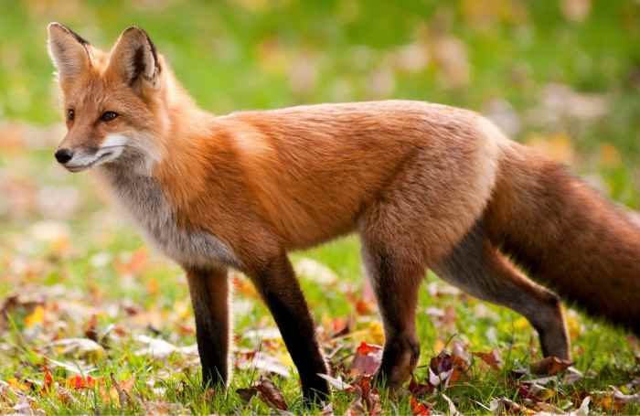 A Look at the Different Color Variations of the Red Fox - HubPages