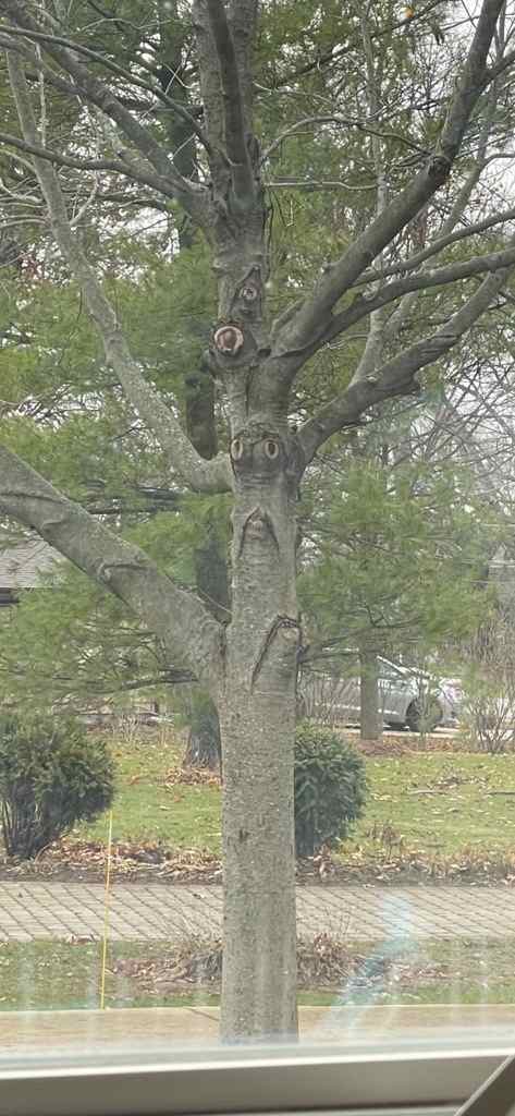 Forest Faces and Tree Faces - Great Outdoor Decorations - HubPages