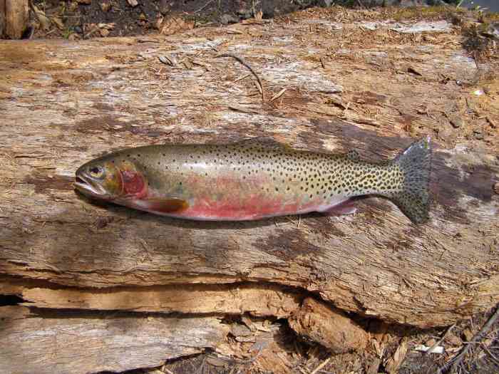 How to Make a Homemade Survival Fishing Kit - HubPages