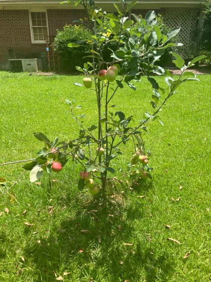 Best Apples to Grow in the Deep South - Zones 8 and 9 - HubPages