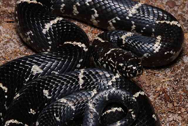 How to Keep Snakes Out of Your Yard - HubPages