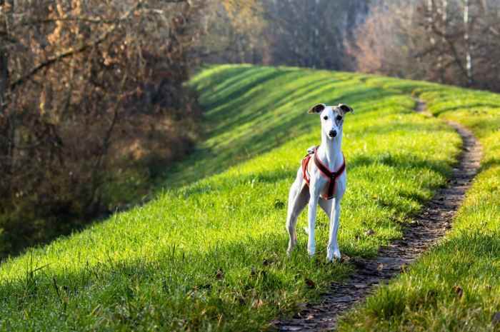 11 Most Popular Greyhound Mix Dog Breeds - HubPages