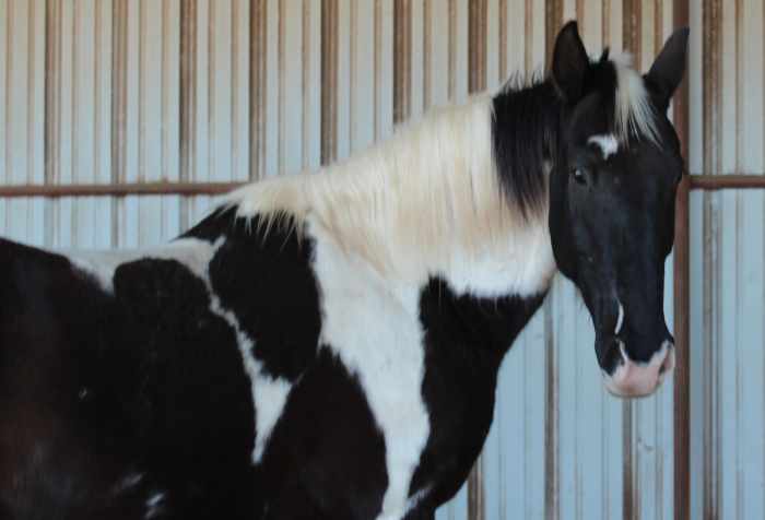 The Basics of Different Kinds of Horse Bits and Hackamores - HubPages