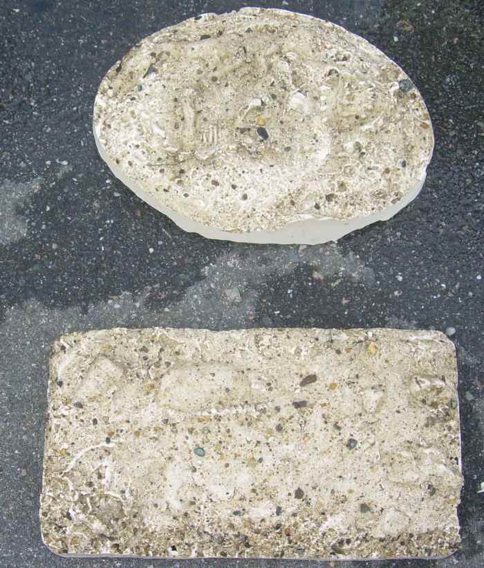 Backyard Archaeology: How to Make Your Own Fossil - HubPages