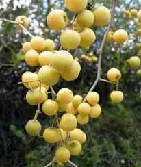 50 Remedies from Ancient Egypt - HubPages
