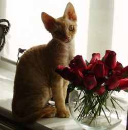 Devon Rex - The Hypoallergenic Cat - HubPages