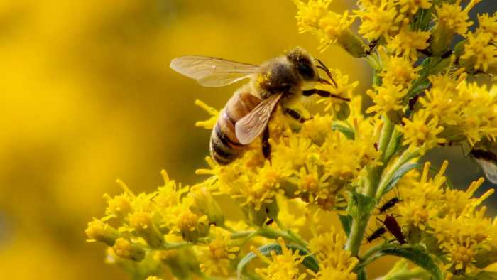 10 Wind-Pollinated Flowers With Planting Tips and Photos - Dengarden