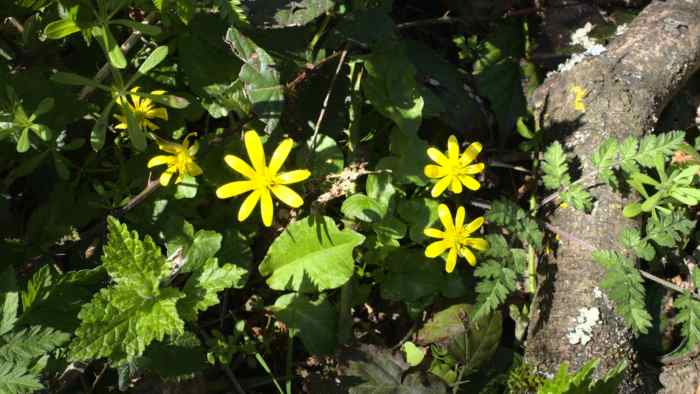 10 Wind-Pollinated Flowers With Planting Tips and Photos - Dengarden
