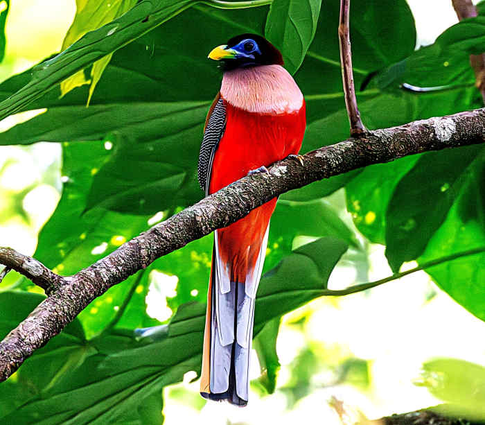 "Ibong Adarna" Summary in English - HubPages