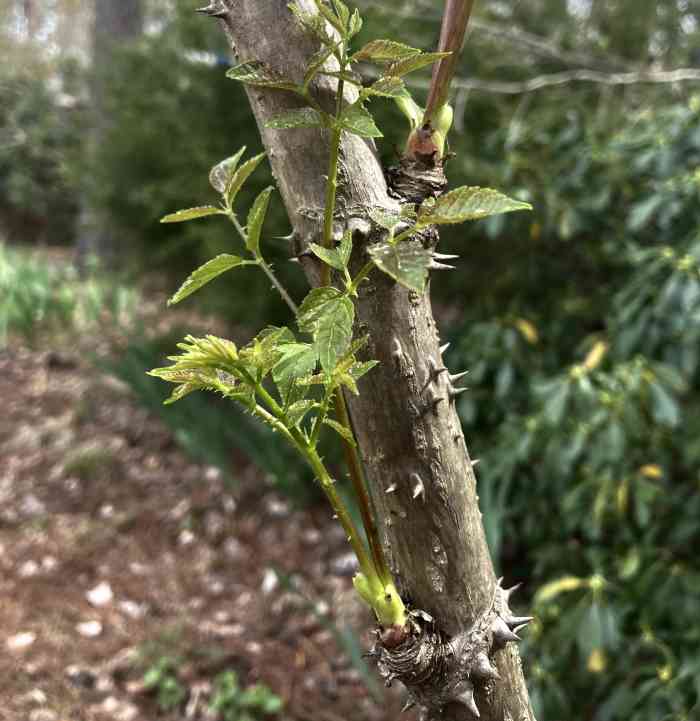 Meet Aralia spinosa (Devil's Walking Stick) - HubPages